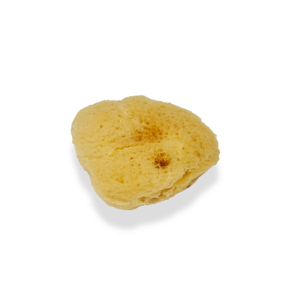 Medium Silk Sponge